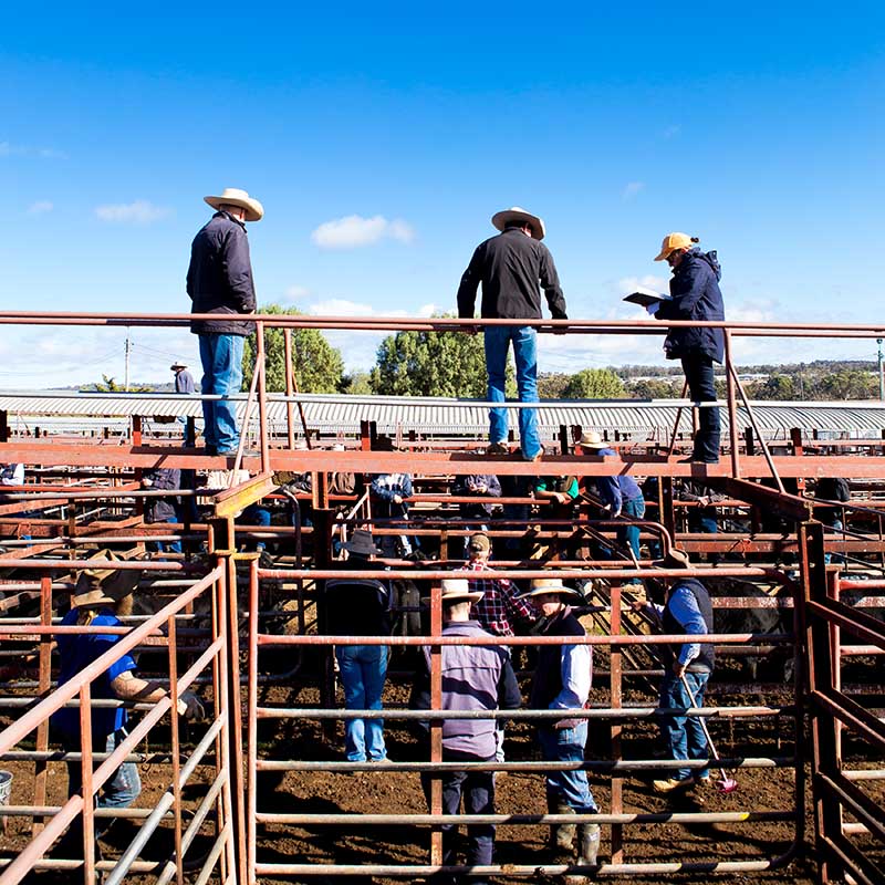 Warwick Saleyards - Southern Downs Regional Council