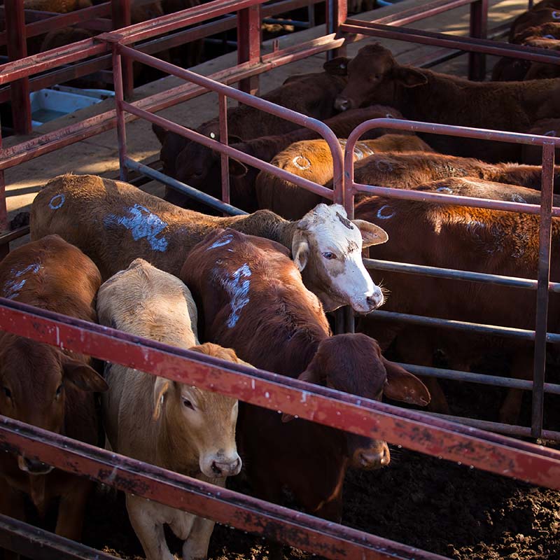 Warwick Saleyards - Southern Downs Regional Council
